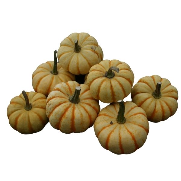 High Sugar Squash - Sweet Lightning F1 - Tozer