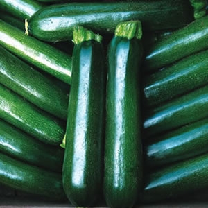 Courgette Midnight F1