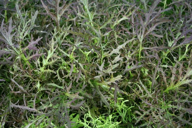 Mustard - Ruby Streaks - Tozer