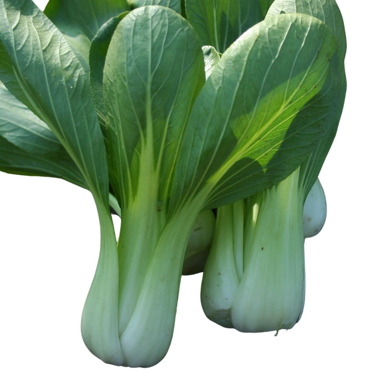 Pak Choi - Green Revolution F1 - Tozer