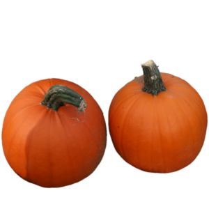 Gold Medal F1 - Tozer