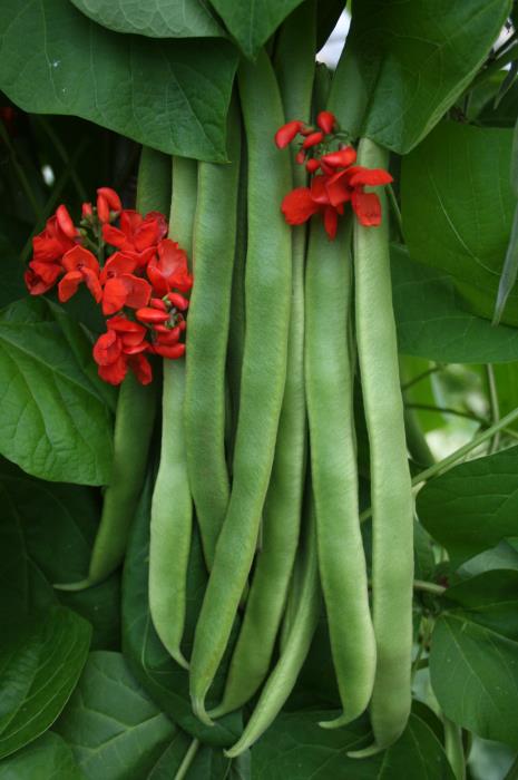 Runner Bean Firestorm - Tozer