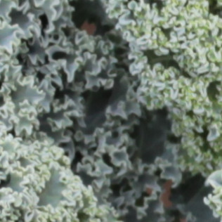 English Open Days - Tozer