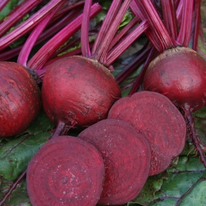 Root - Tozer Seeds : Tozer Seeds