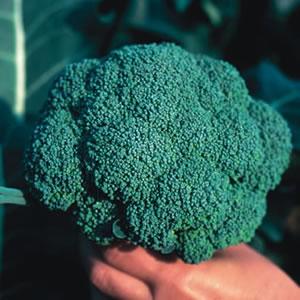 Brassicas - Tozer Seeds : Tozer Seeds