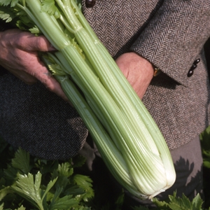 Celery - Tozer Seeds : Tozer Seeds