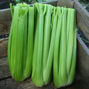 Celery - Tozer Seeds : Tozer Seeds