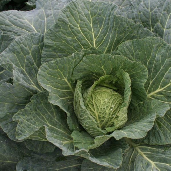 Cabbage - Tozer Seeds : Tozer Seeds