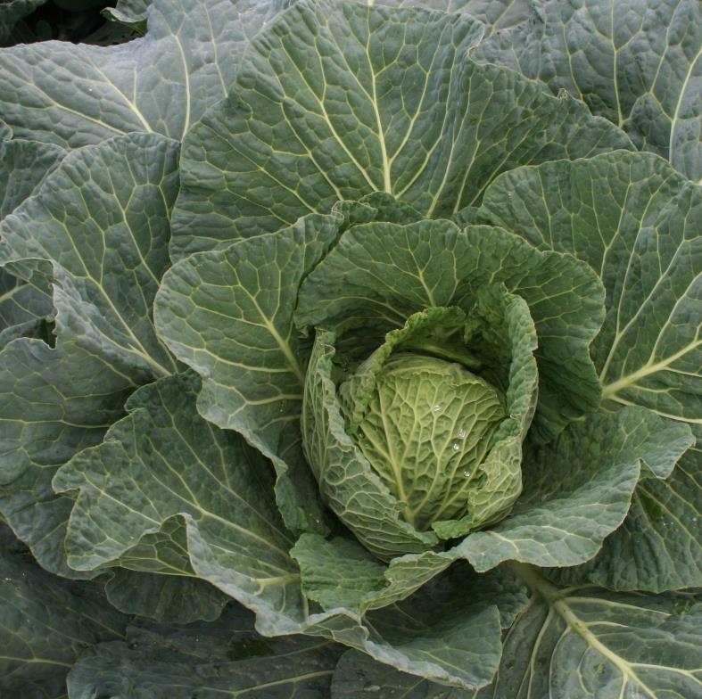 Brassicas - Tozer Seeds : Tozer Seeds