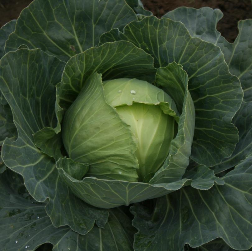 Brassicas - Tozer Seeds : Tozer Seeds