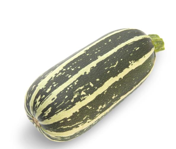 Bush Baby F1 - Tozer Seeds America : Tozer Seeds America