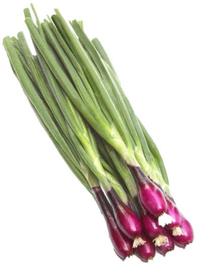 Product categories Salad Onions : Tozer Seeds
