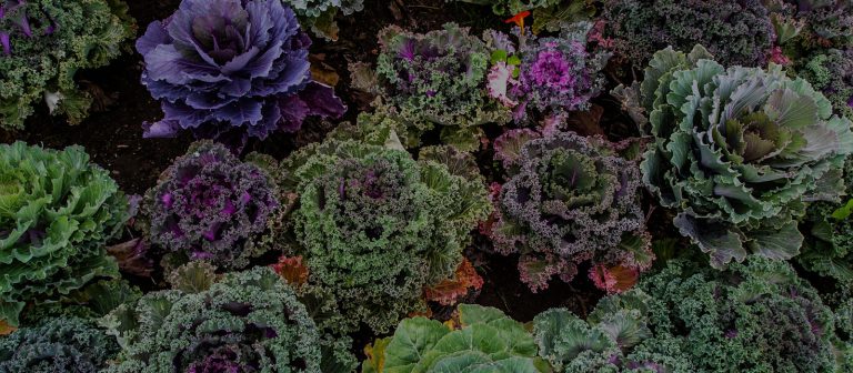 Tozer Seeds Global - Tozer Seeds America : Tozer Seeds America