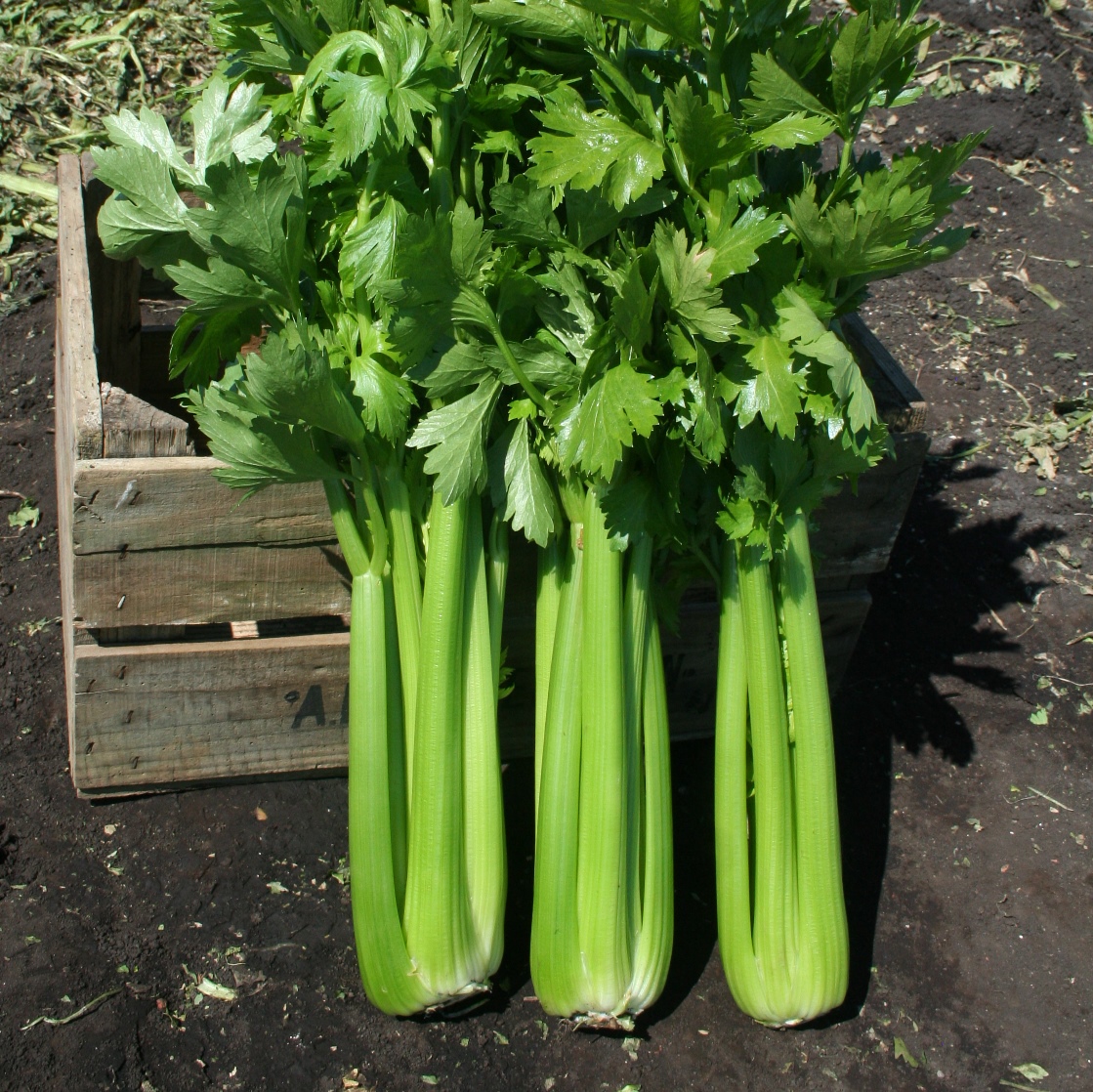 Celery - Tozer Seeds : Tozer Seeds
