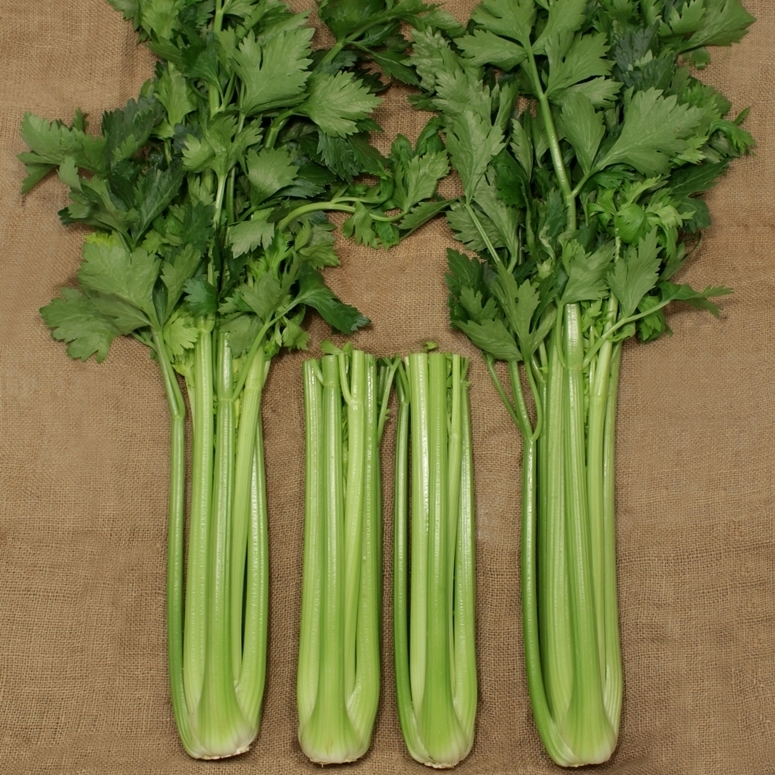 Celery - Tozer Seeds : Tozer Seeds
