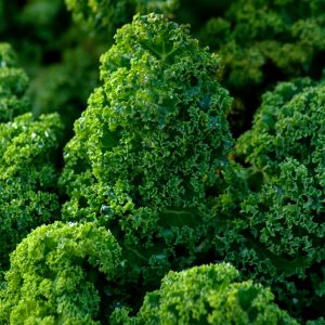 Kale - Tozer Seeds : Tozer Seeds