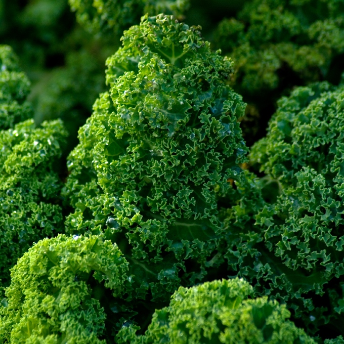 Kale - Dwarf Green Curled Afro - Tozer Seeds America : Tozer Seeds America