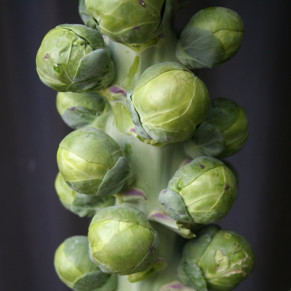 Brussels Sprouts - Tozer Seeds : Tozer Seeds