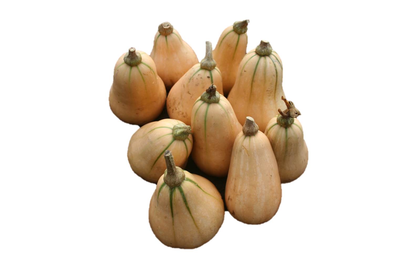 Product categories Cucurbits : Tozer Seeds
