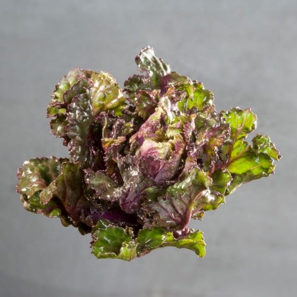 Kalettes® - Tozer Seeds America : Tozer Seeds America