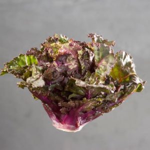 Kalettes® - Tozer Seeds : Tozer Seeds