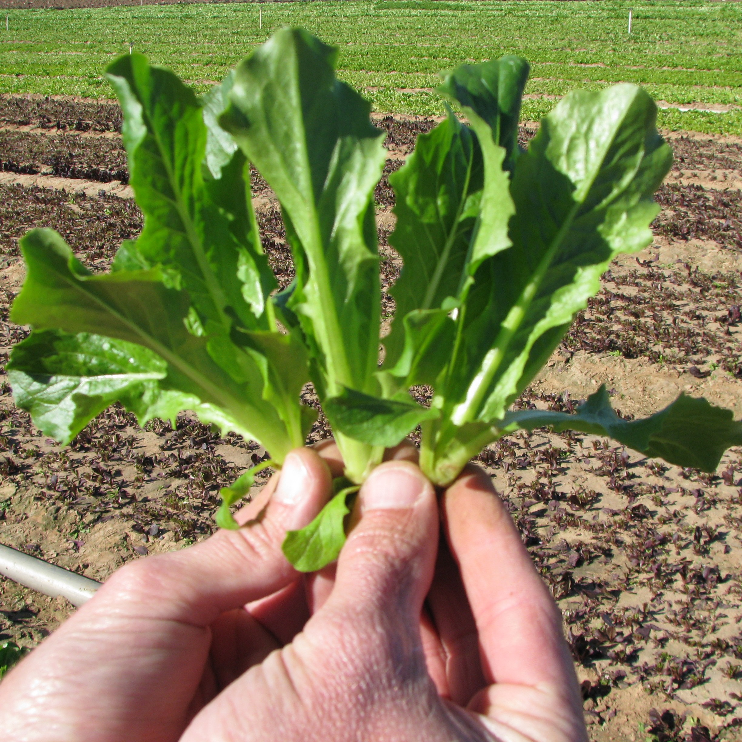 Lettuce - Tozer Seeds : Tozer Seeds
