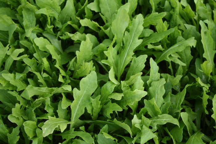 Wild Arugula - Wildfire® - Tozer Seeds : Tozer Seeds