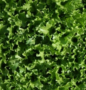 leaf - Tozer Seeds : Tozer Seeds