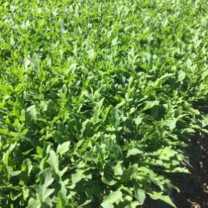 leaf - Tozer Seeds : Tozer Seeds