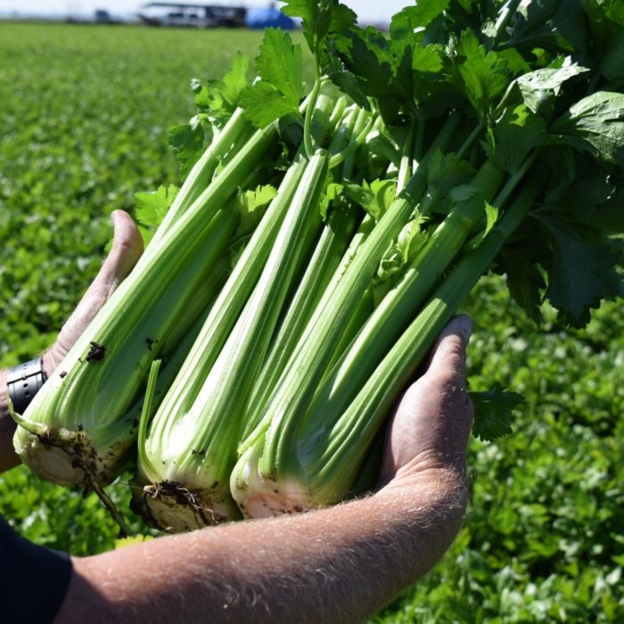 Celery - Tozer Seeds : Tozer Seeds