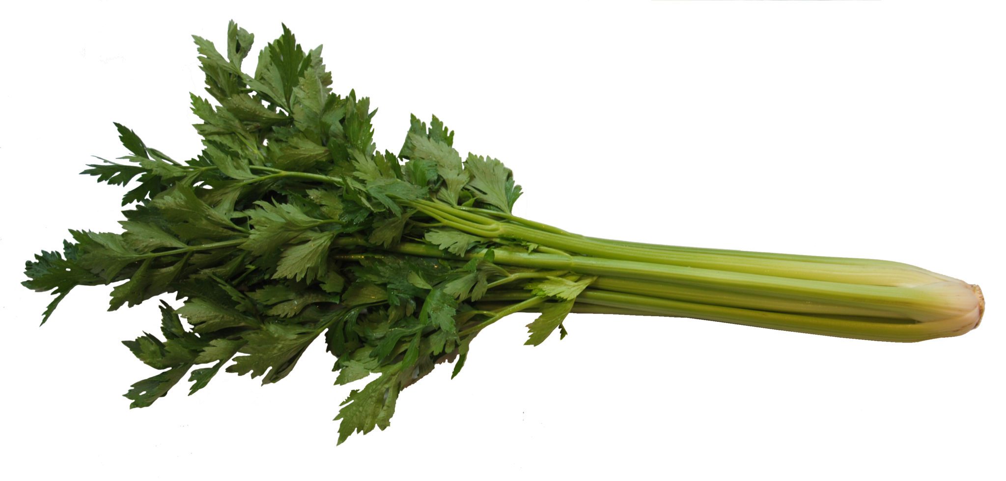 Our top Hybrid Celery varieties for every growing condition - Tozer