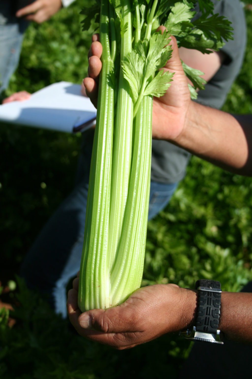 Our top Hybrid Celery varieties for every growing condition - Tozer