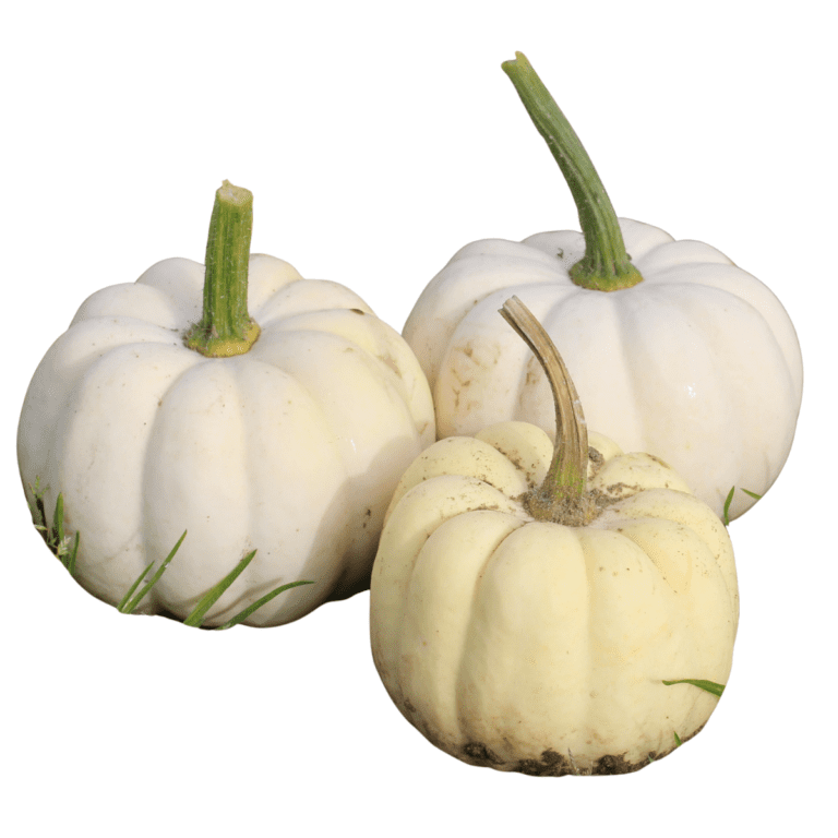 Pumpkin Casperita F1 Seed - Tozer