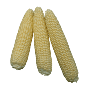 Our top 3 Sweetcorn varieties for early, mid and late season - Tozer