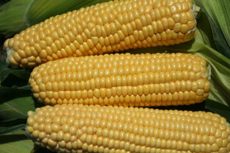 Our top 3 Sweetcorn varieties for early, mid and late season - Tozer