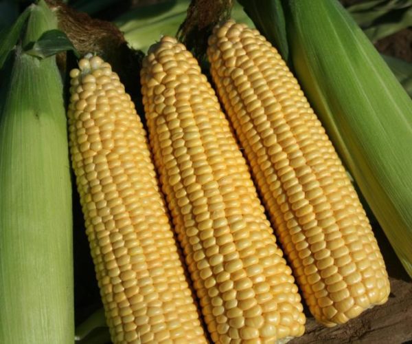 Our top 3 Sweetcorn varieties for early, mid and late season - Tozer