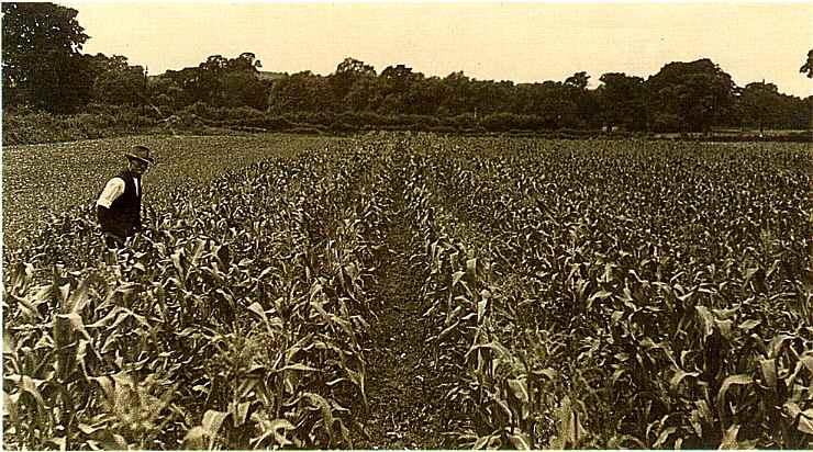 Our top 3 Sweetcorn varieties for early, mid and late season - Tozer