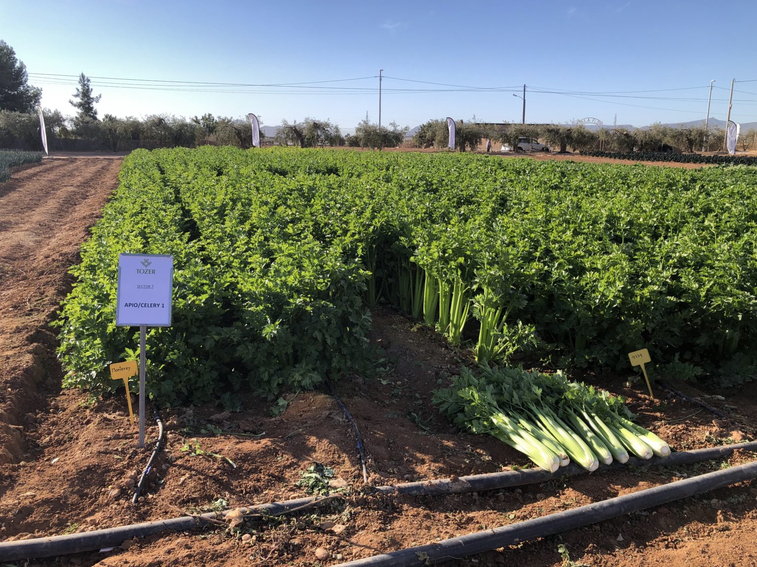 Celebrating our female Plant Breeders on International Women's Day - Tozer