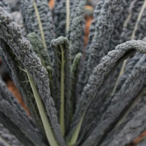 Kale Seeds - Tozer