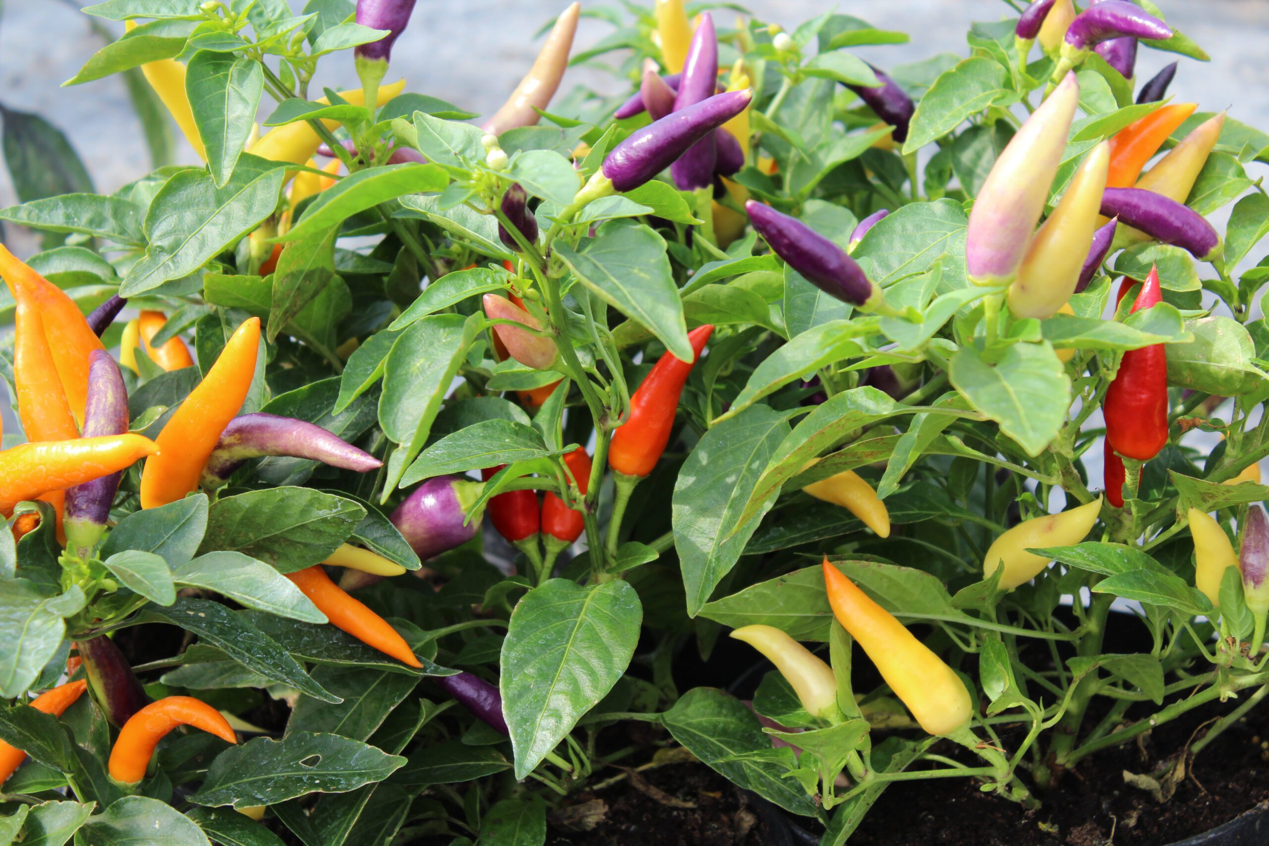Chilli Jazz - Tozer